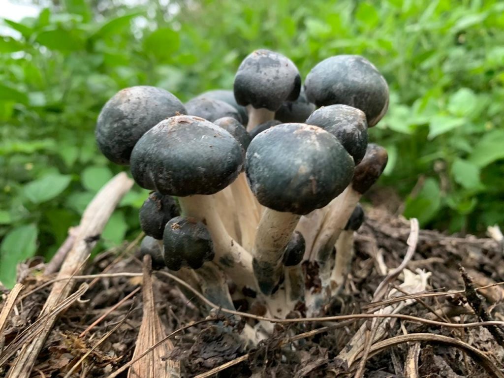 Siguiendo al hongo mágico, entre lo local y lo global: encuentros y ...